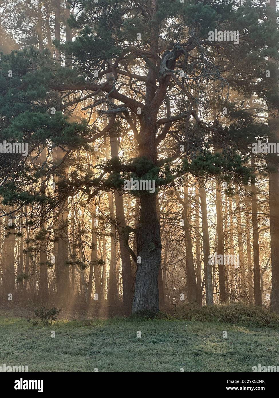 mystical oak tree through which the orange sunlight of sunset shines in ...