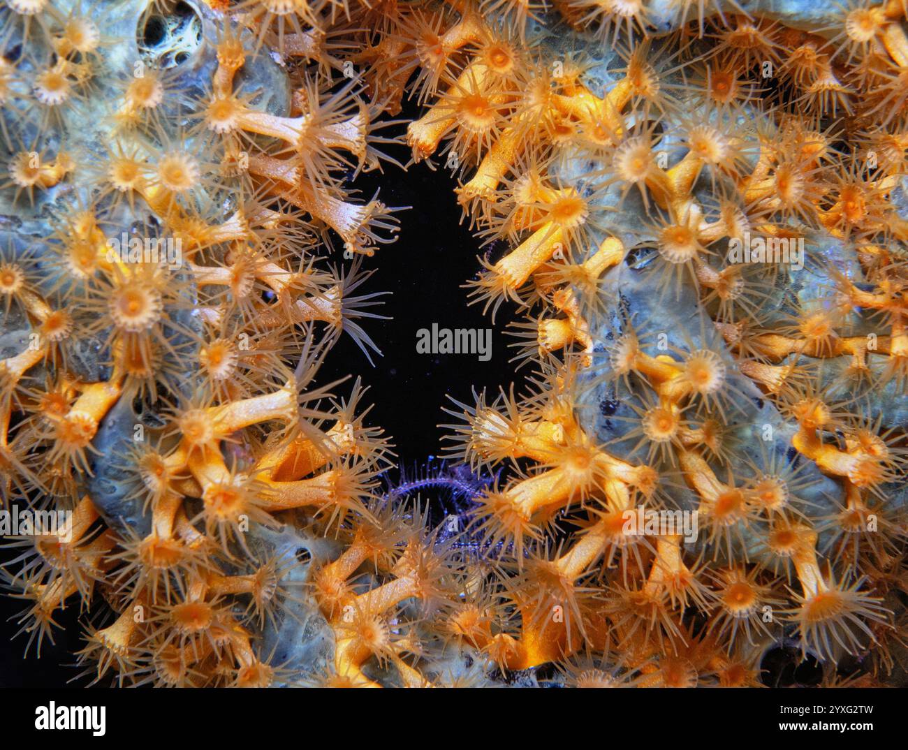 Caribbean coral reef at night at Town Pier, Bonaire Stock Photo - Alamy