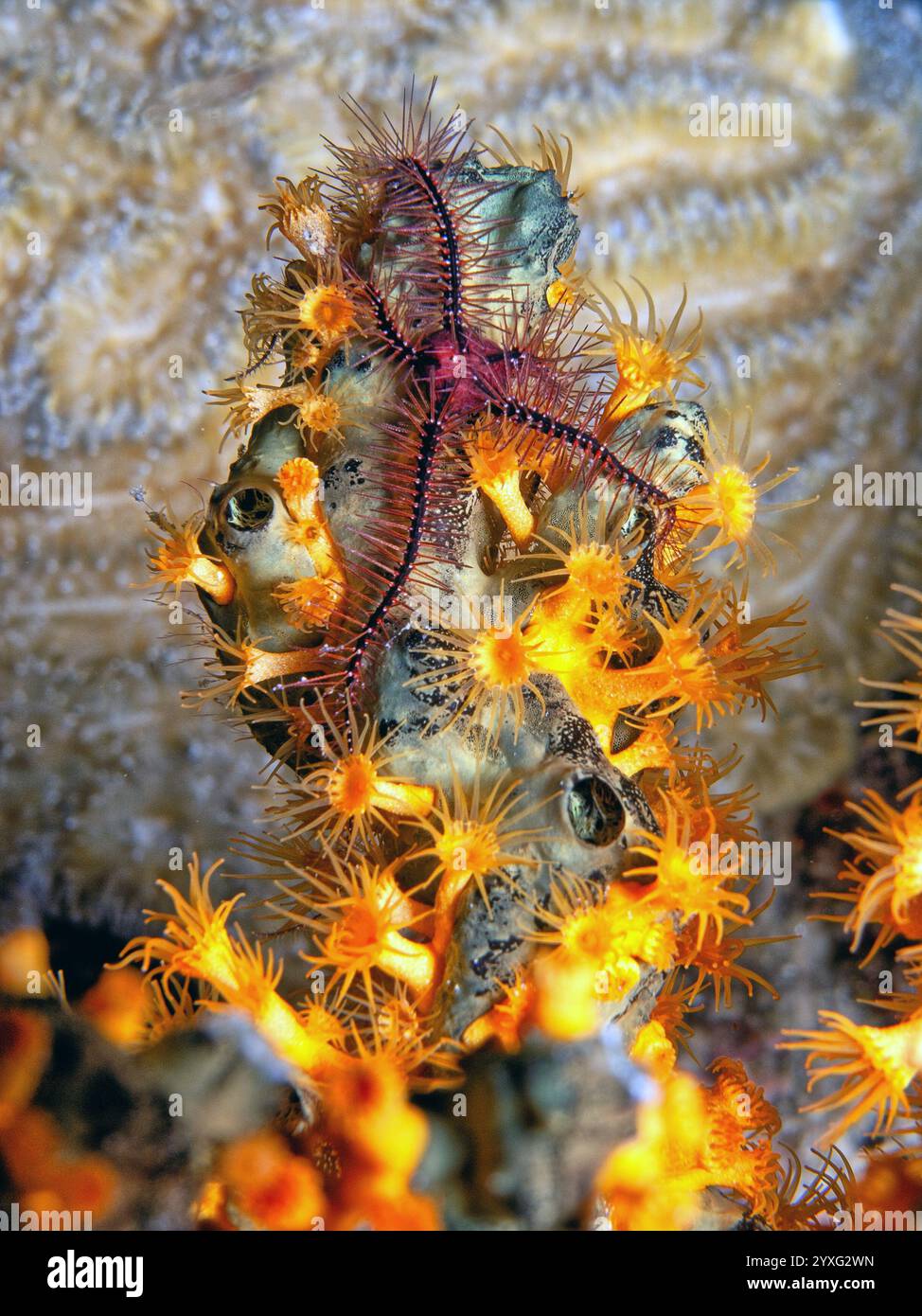 Caribbean coral reef at night at Town Pier, Bonaire Stock Photo - Alamy