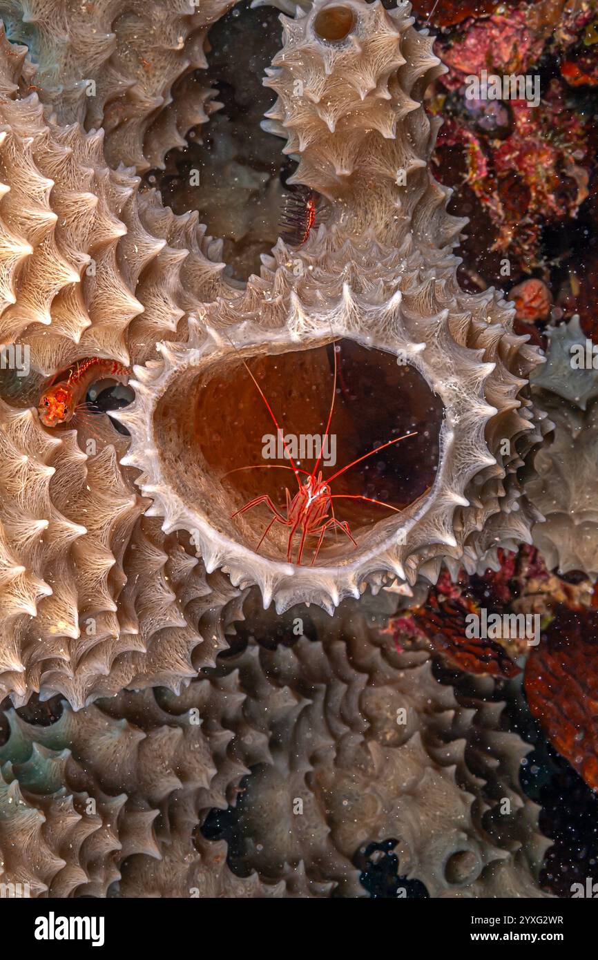 Lysmata wurdemanni, commonly known as the peppermint shrimp, is a ...