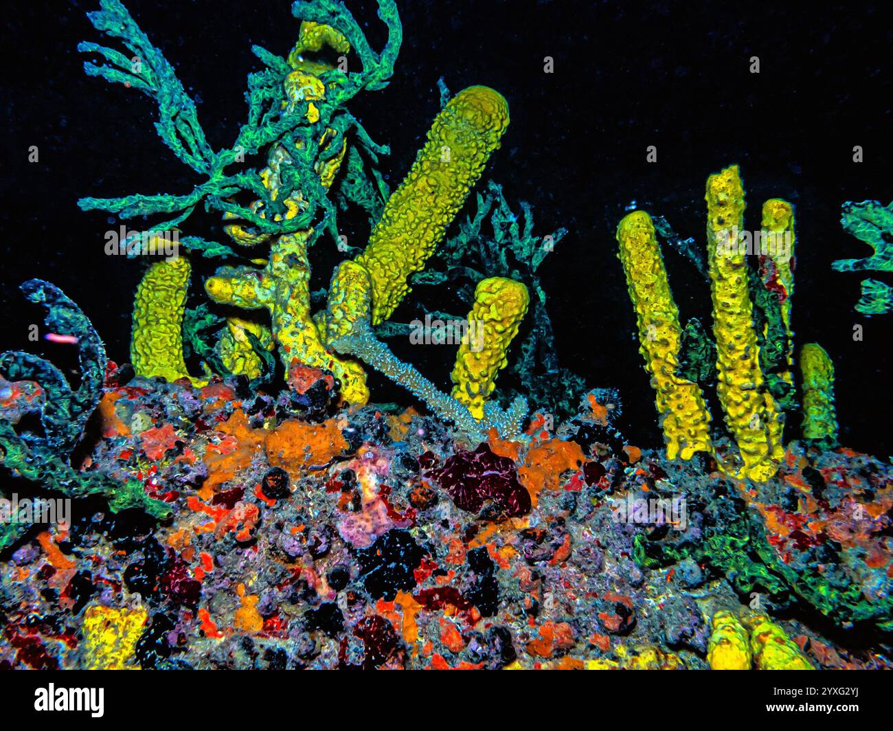 Caribbean coral reef at night at Town Pier, Bonaire Stock Photo - Alamy