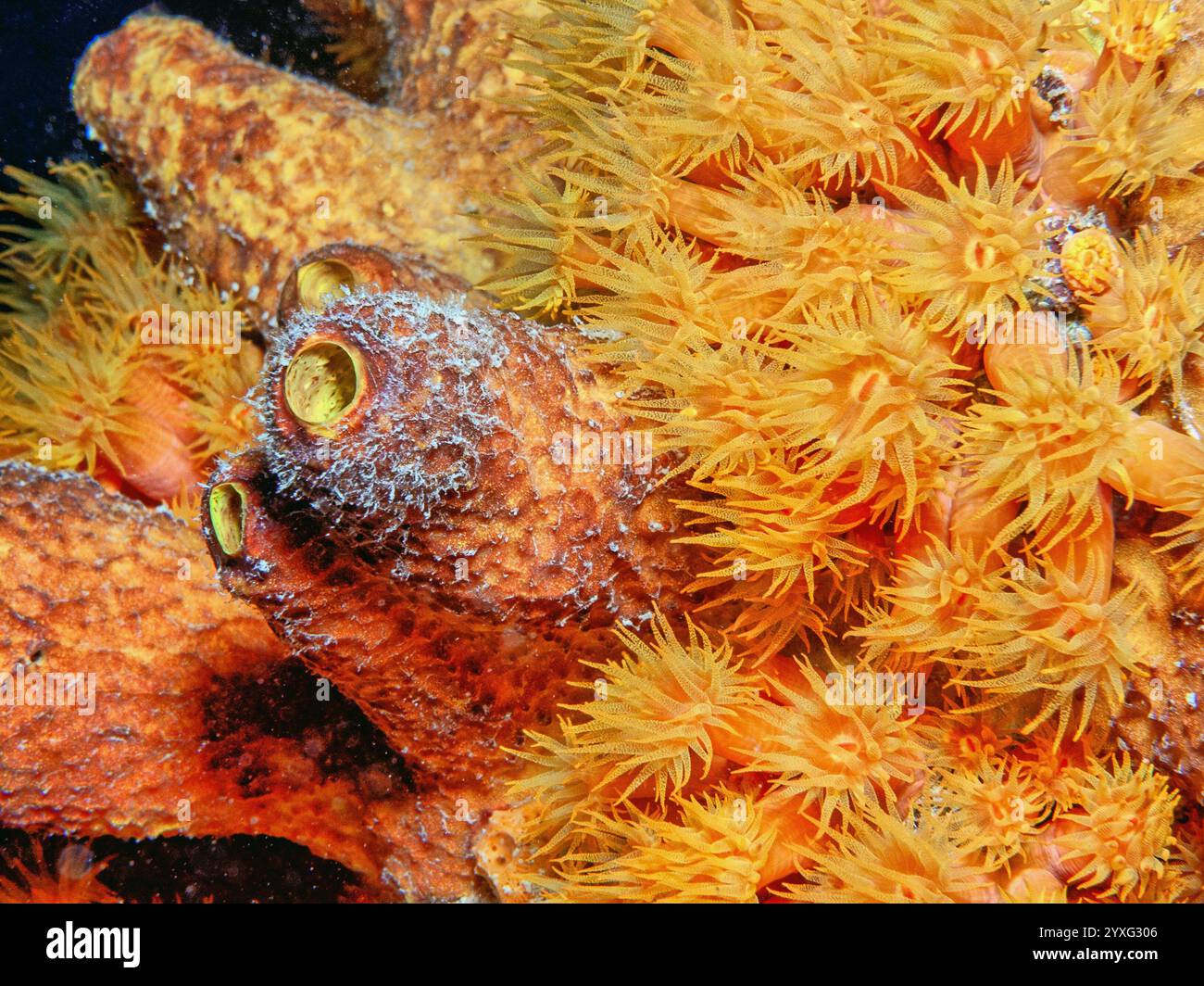 Caribbean coral reef at night at Town Pier, Bonaire Stock Photo - Alamy