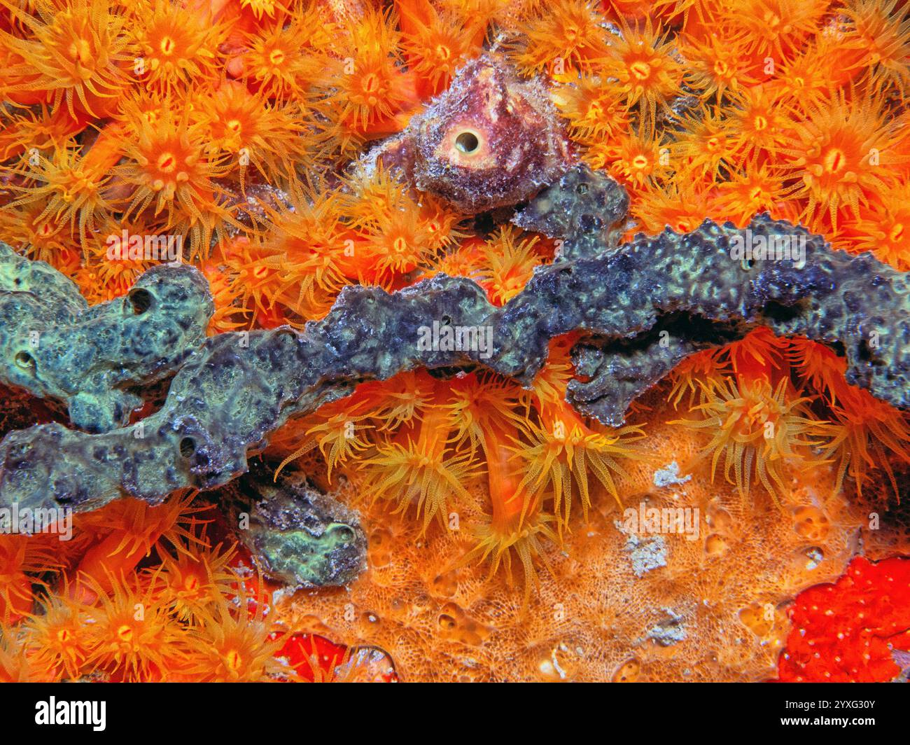 Caribbean coral reef at night at Town Pier, Bonaire Stock Photo - Alamy