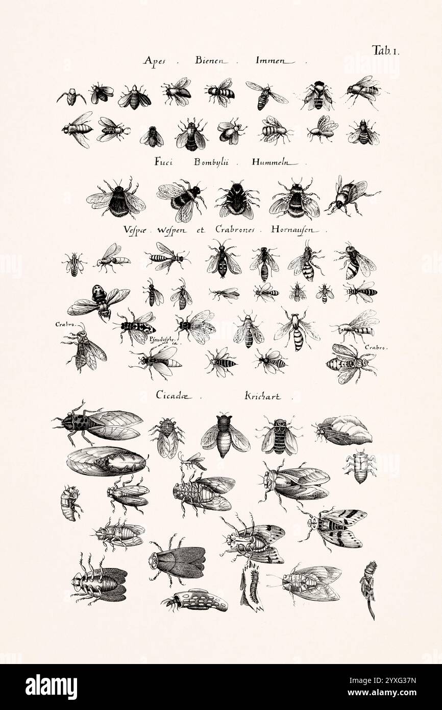 Antique insect illustration by Joannes Jonstonus. 17th-century ...