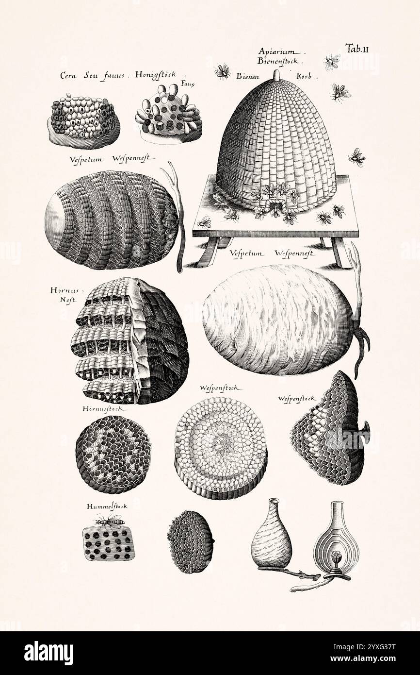 Antique insect illustration by Joannes Jonstonus. 17th-century ...