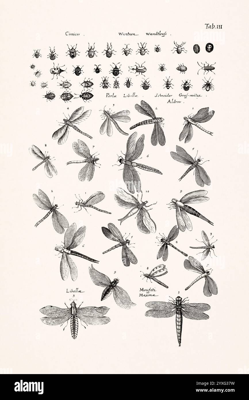Antique insect illustration by Joannes Jonstonus. 17th-century ...