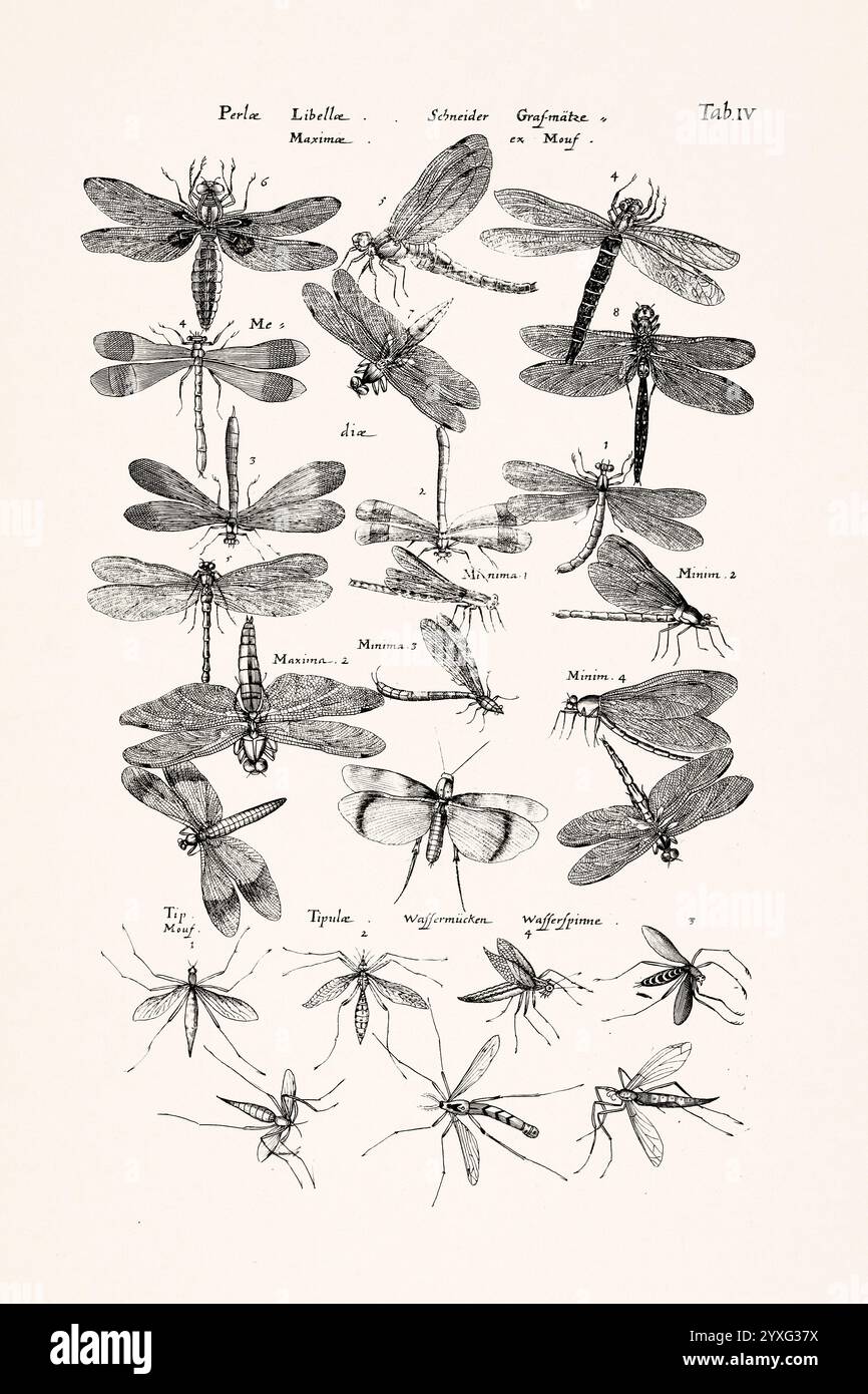 Antique insect illustration by Joannes Jonstonus. 17th-century ...