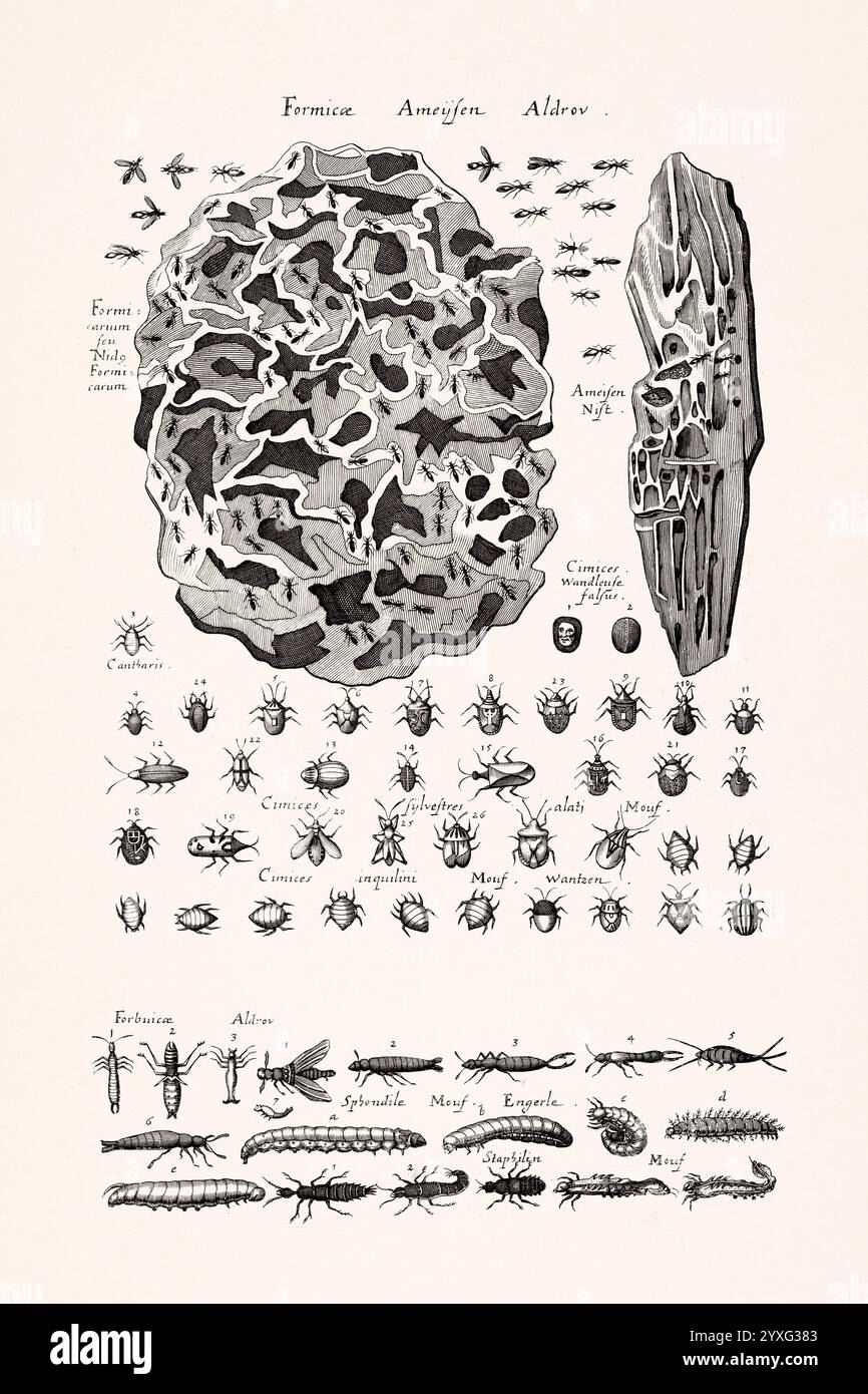 Antique insect illustration by Joannes Jonstonus. 17th-century ...