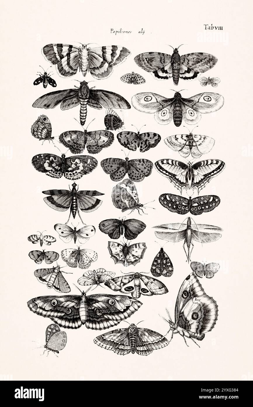 Antique insect illustration by Joannes Jonstonus. 17th-century ...