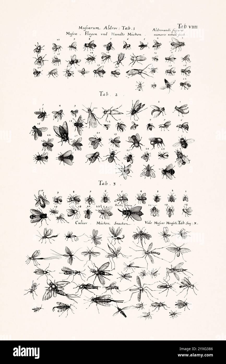 Antique insect illustration by Joannes Jonstonus. 17th-century ...