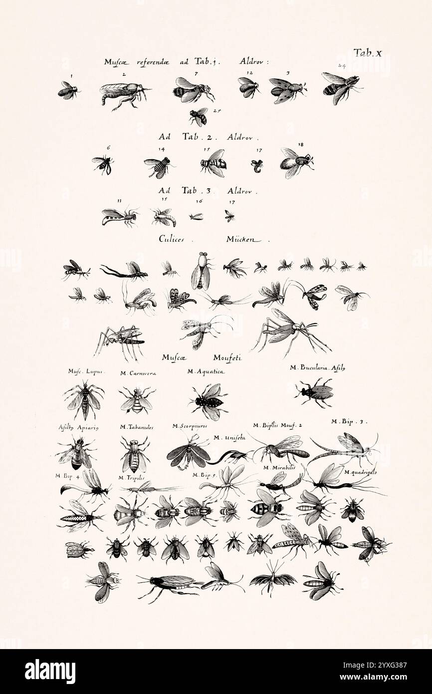 Antique insect illustration by Joannes Jonstonus. 17th-century ...