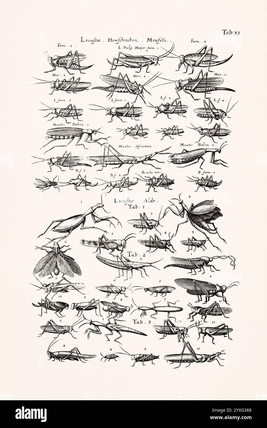 Antique insect illustration by Joannes Jonstonus. 17th-century ...