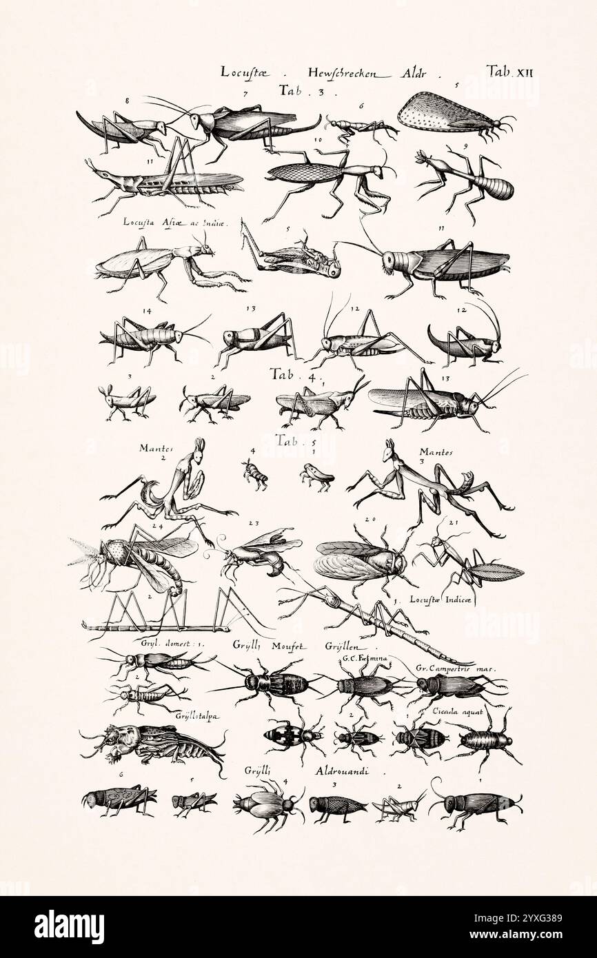 Antique insect illustration by Joannes Jonstonus. 17th-century ...