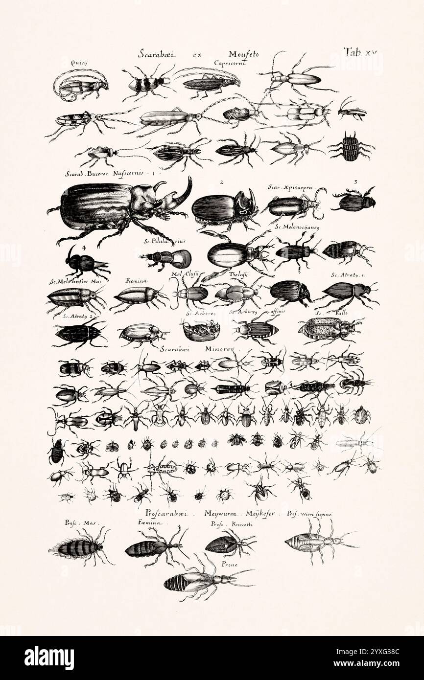 Antique insect illustration by Joannes Jonstonus. 17th-century ...