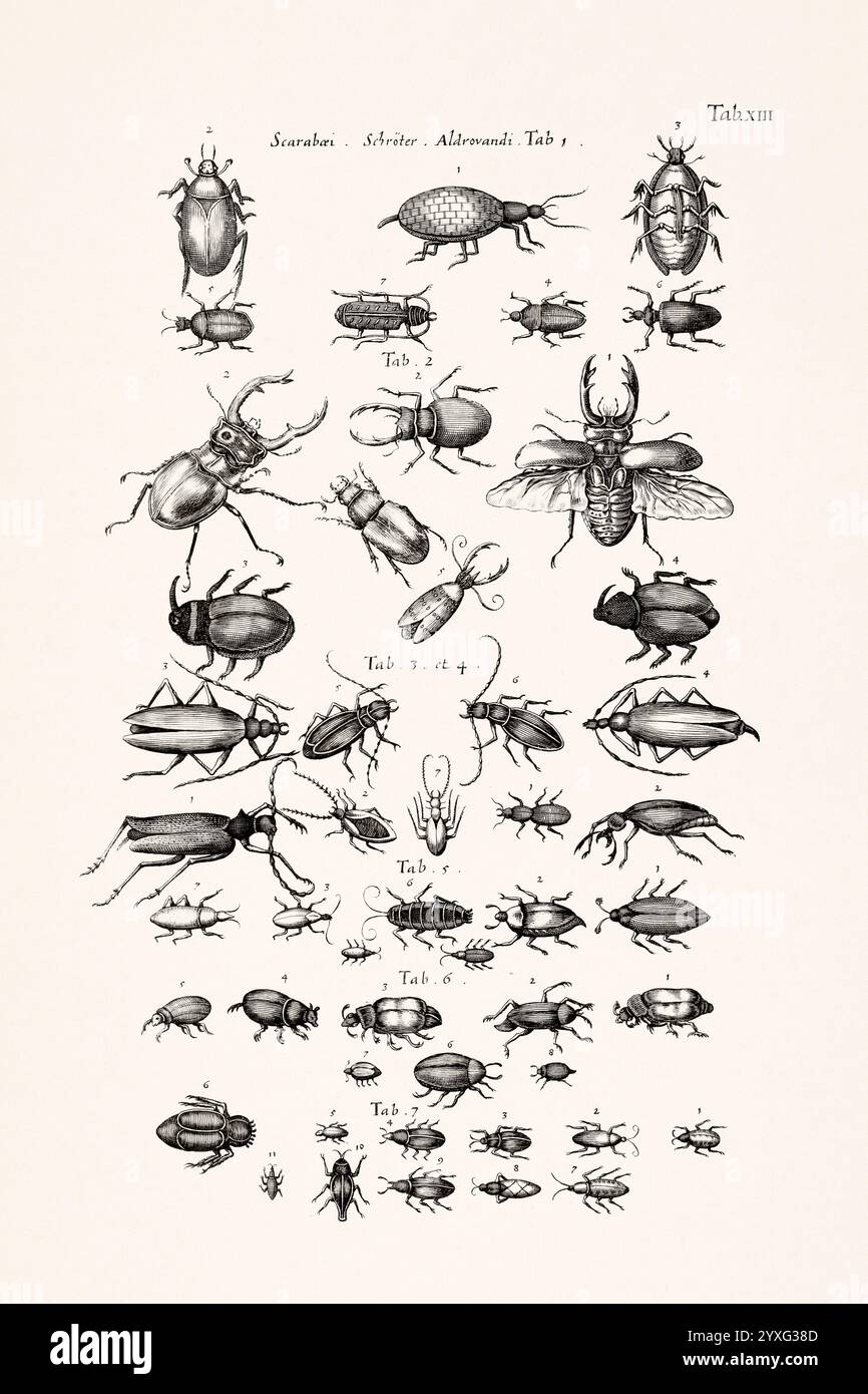Antique insect illustration by Joannes Jonstonus. 17th-century ...