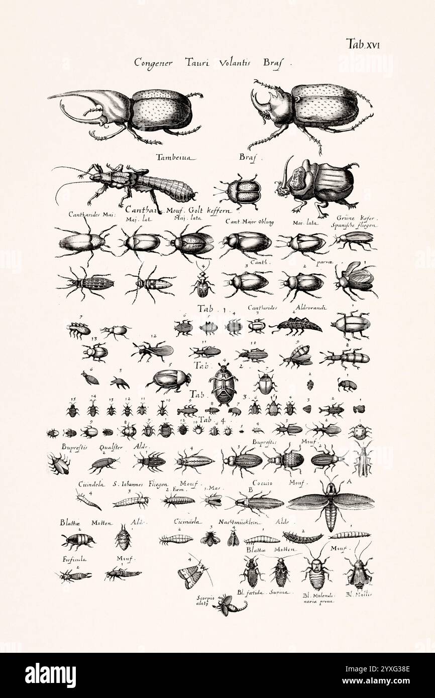 Antique insect illustration by Joannes Jonstonus. 17th-century ...