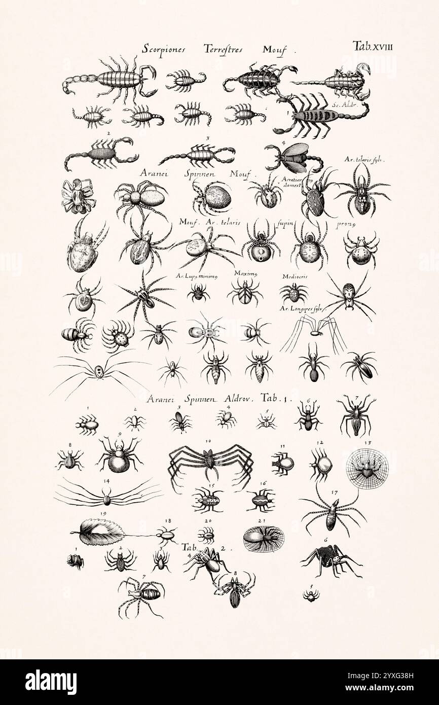 Antique insect illustration by Joannes Jonstonus. 17th-century ...