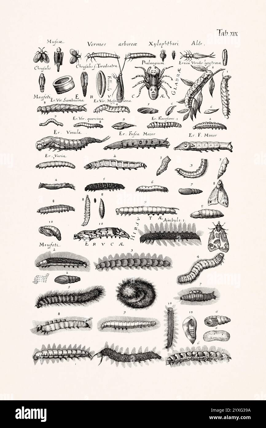 Antique insect illustration by Joannes Jonstonus. 17th-century ...