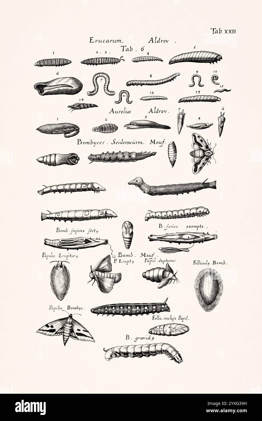 Antique insect illustration by Joannes Jonstonus. 17th-century ...