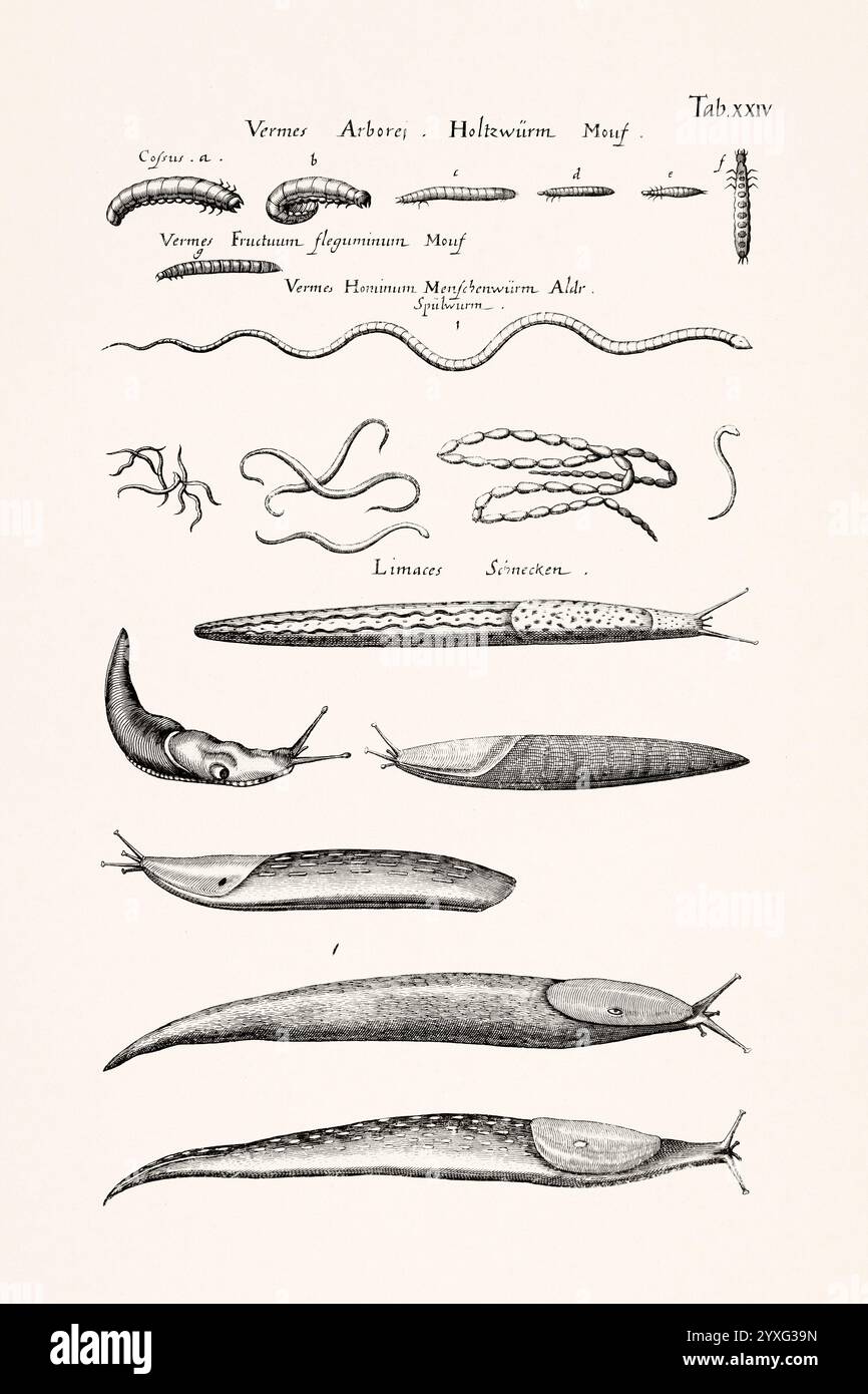 Antique insect illustration by Joannes Jonstonus. 17th-century ...