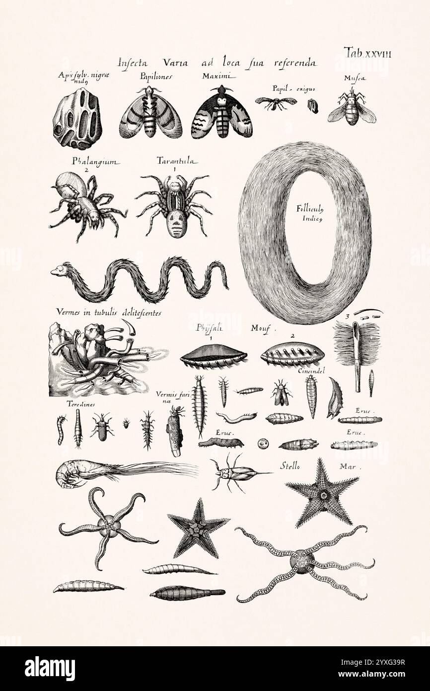 Antique insect illustration by Joannes Jonstonus. 17th-century ...