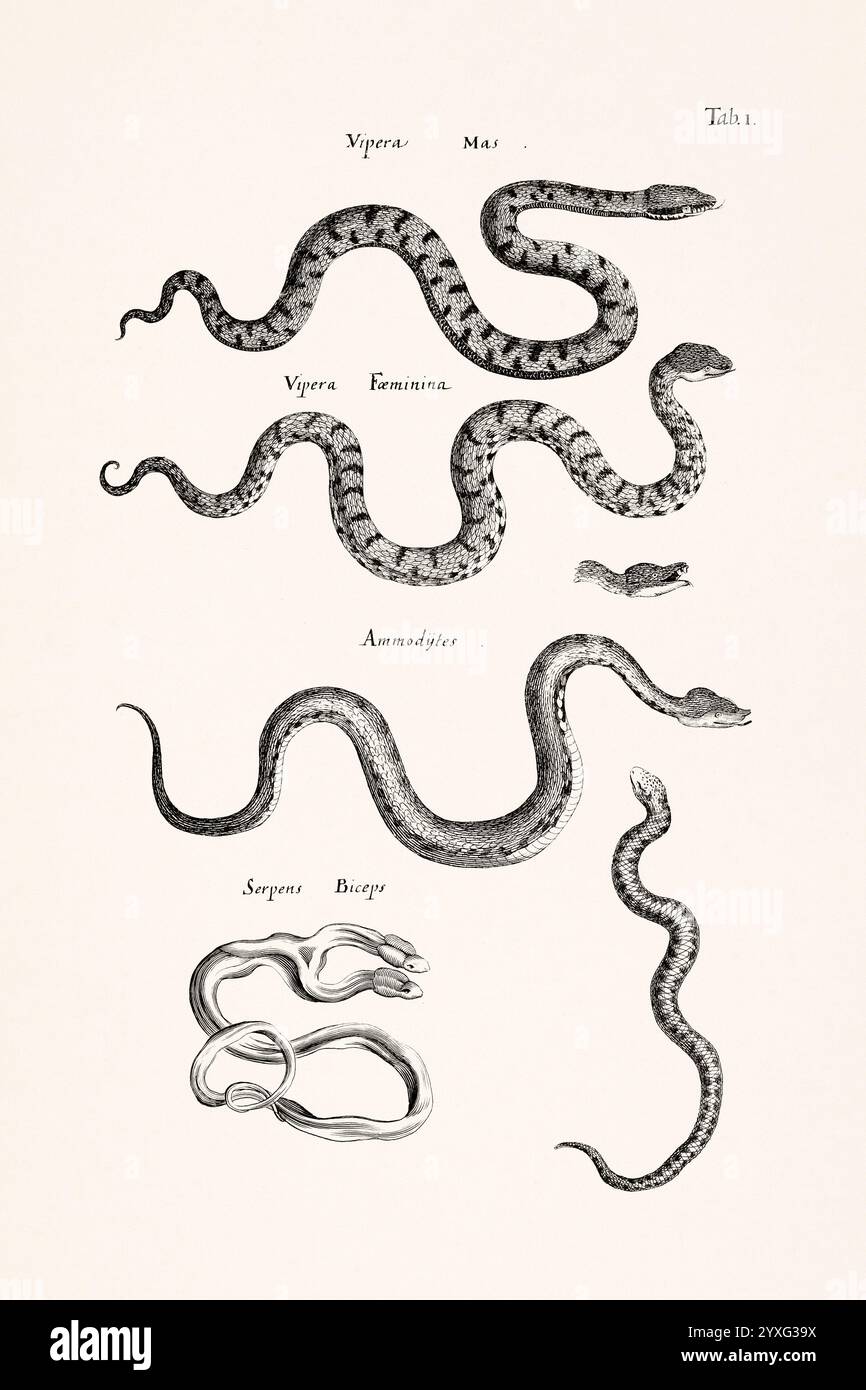 Detailed study of various snake species hi-res stock photography and ...