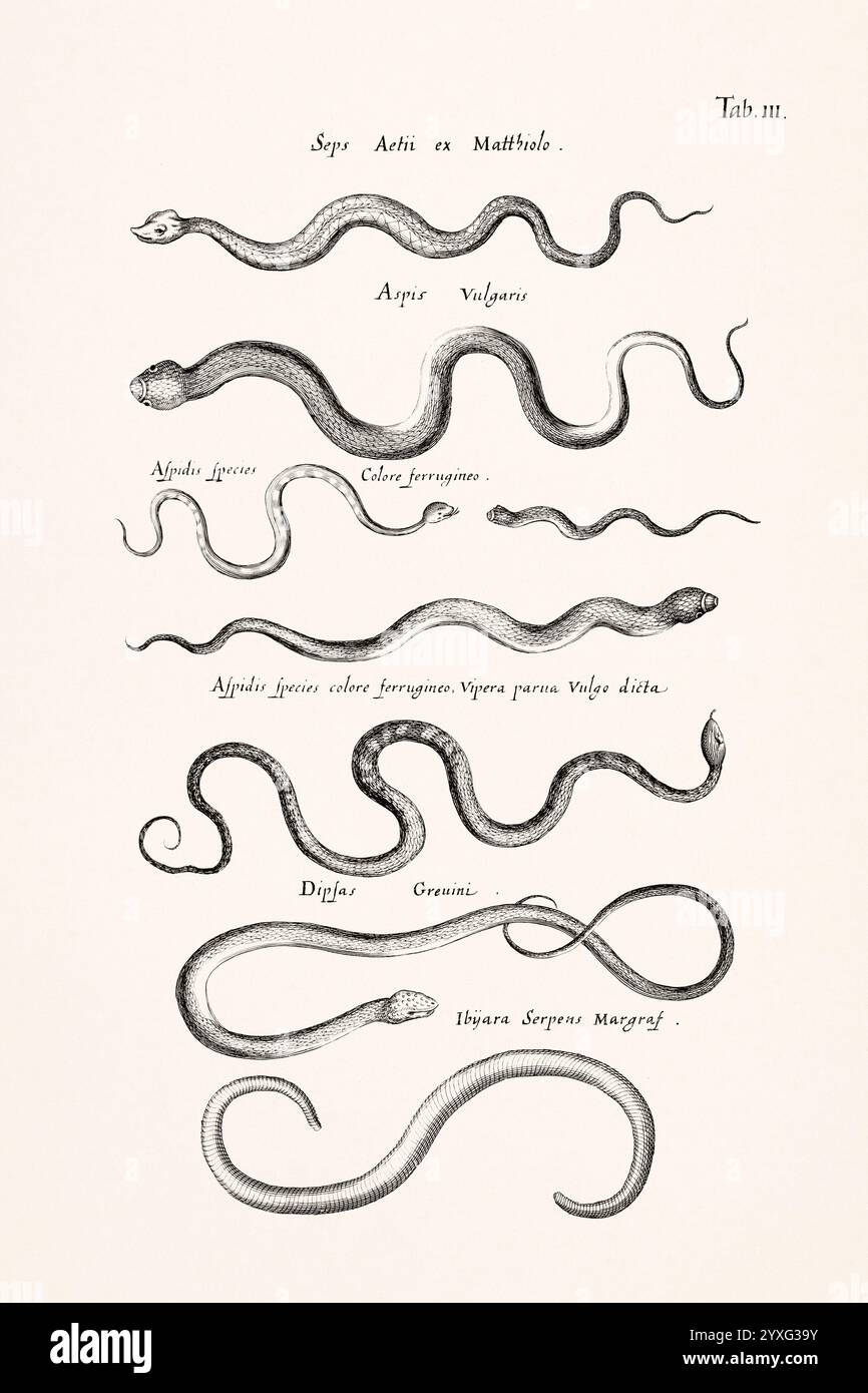 Antique snake illustration by Joannes Jonstonus. 17th-century engraving ...