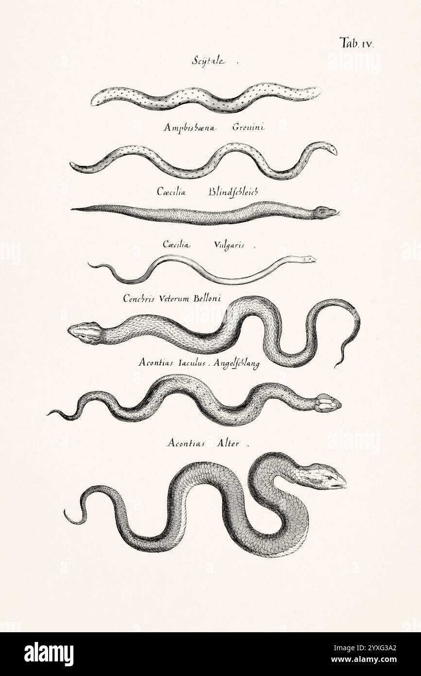 Detailed study of various snake species hi-res stock photography and ...