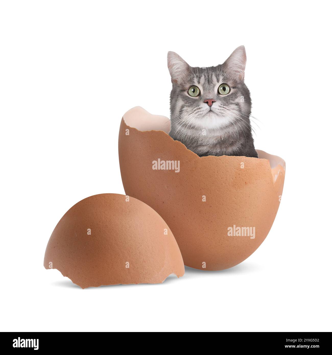 Cute cat looking out of cracked eggshell on white background Stock ...