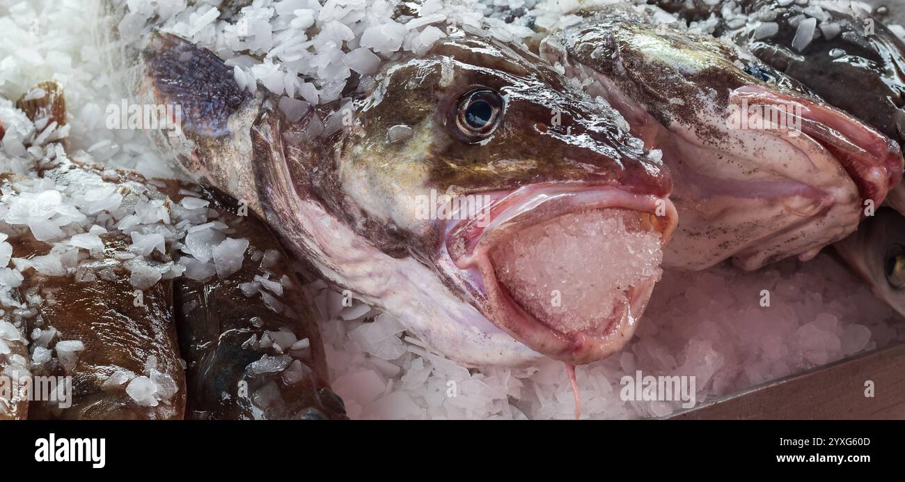 Fresh white fish on display with ice for sale in the fish market. Fresh ...