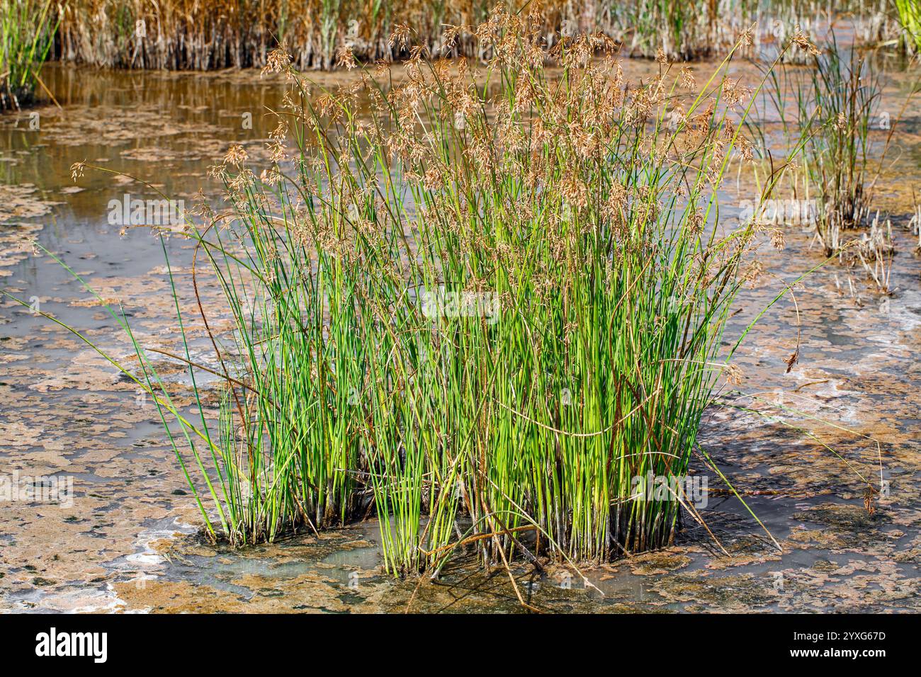 plants grow in the water of a polluted reservoir Stock Photo - Alamy