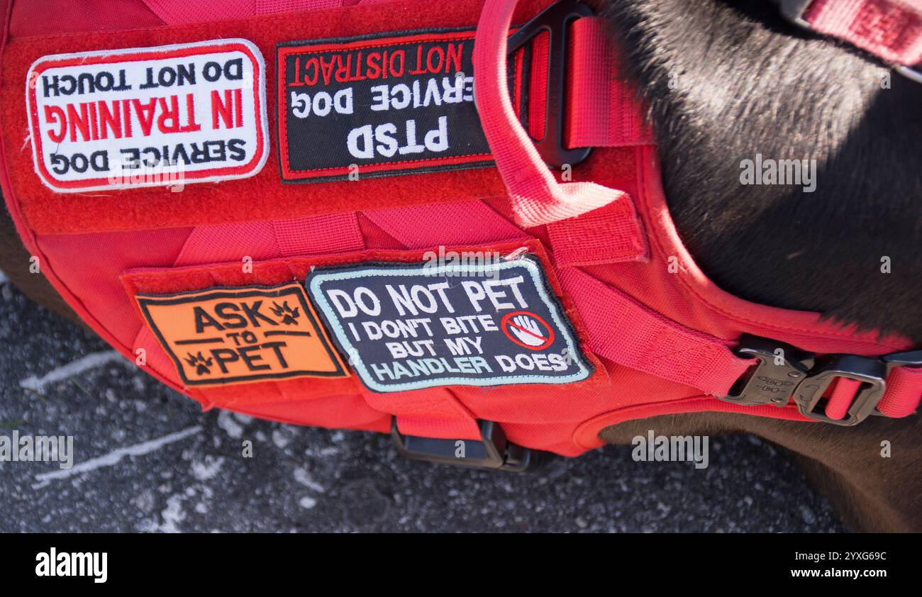 A funny service dog warning decorates the halter of a service dog in ...