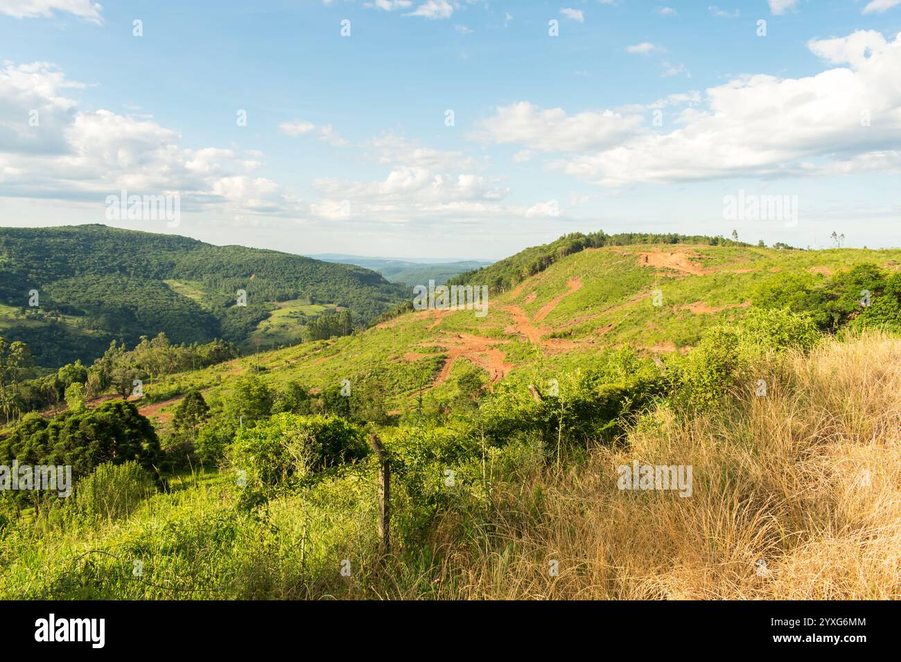 Mountain landscape with native forest and deforestation from timber ...