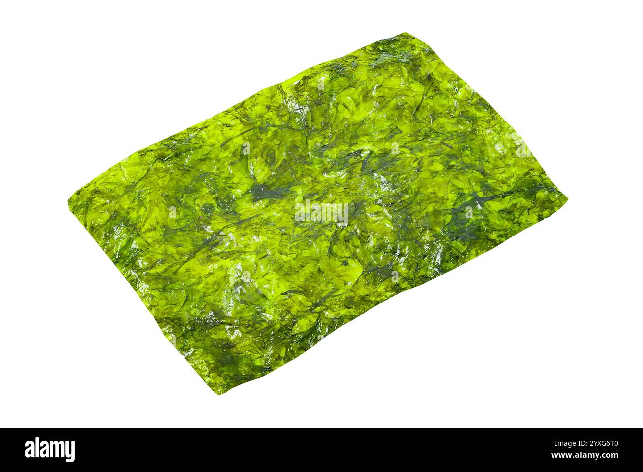 green dried nori seaweed leaf, isolated on white background with ...