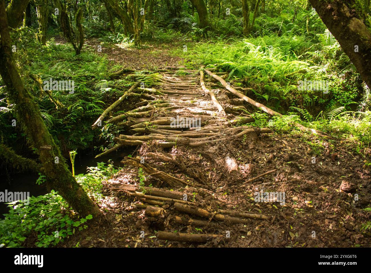 Makeshift bridge with small logs inside an Araucaria moist forest in ...