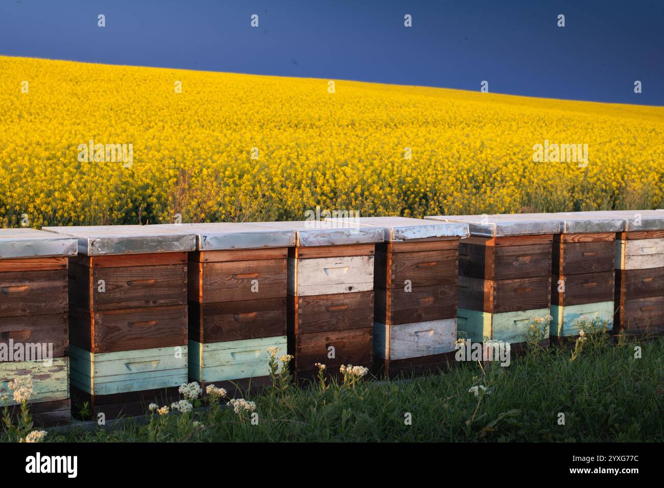 Beehive boxes for beekeeping and honey collecting in blooming canola ...