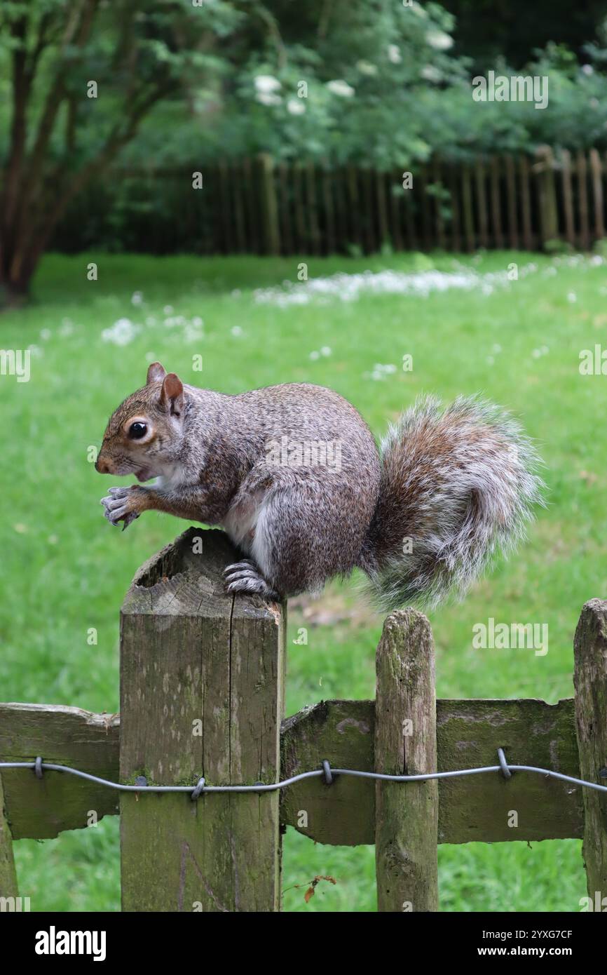 Cute small gray squirrel sitting on a fence around the Holland Park In ...