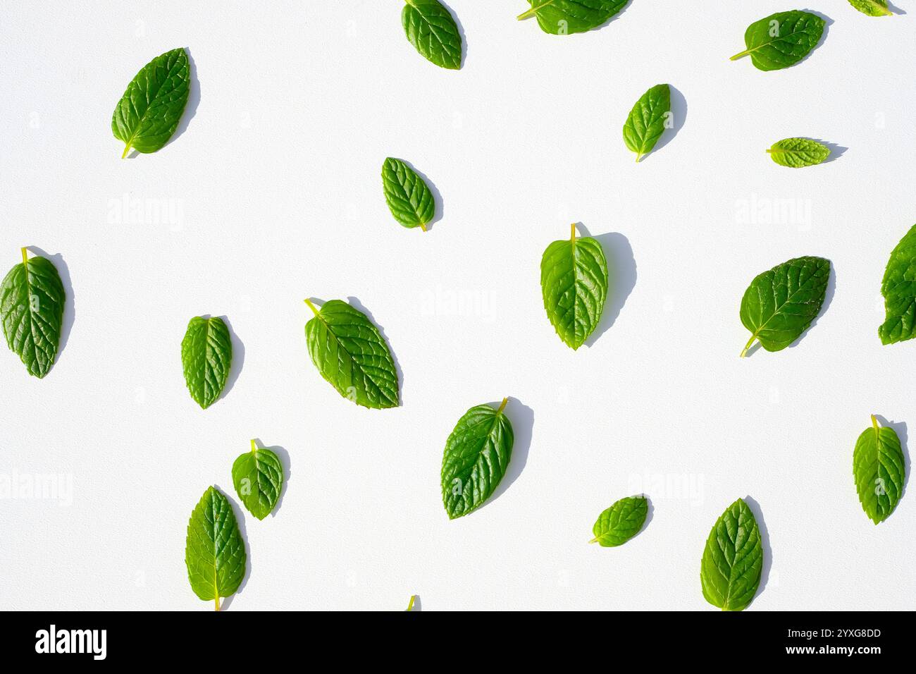 Leaves Purity Wallpaper. Vibrant Green Mint Leaves Spread across White ...