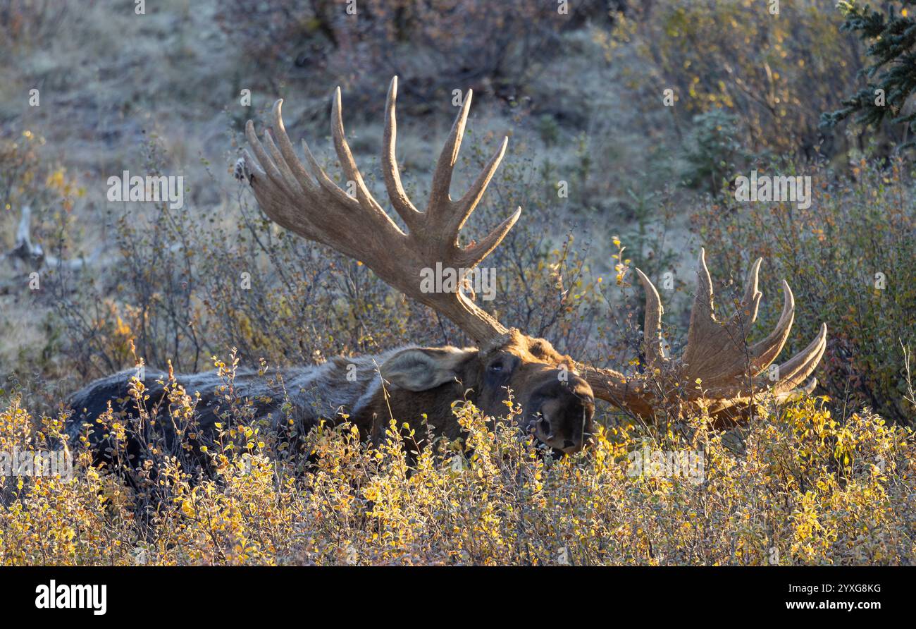 Alaska Yukon Bull Moose in Autumn in Denali National Park Alaska Stock ...