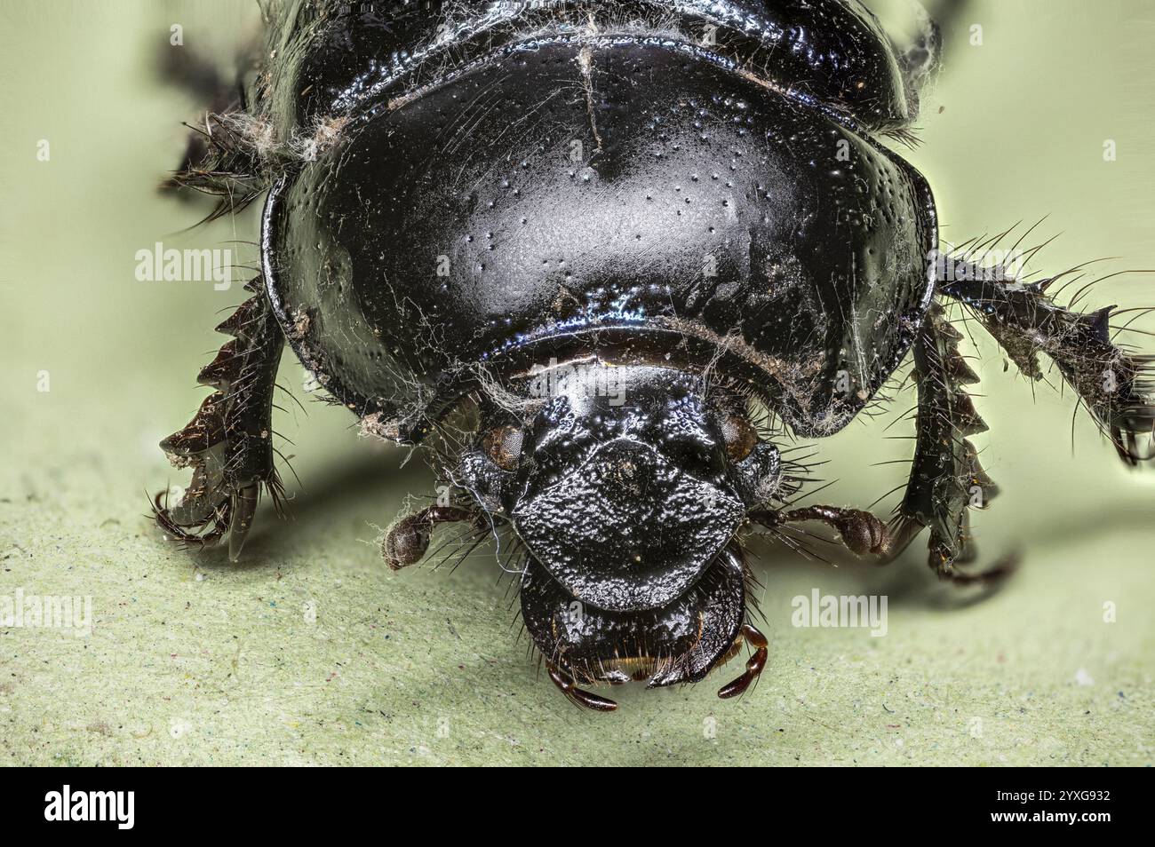 Black scarab dung beetle crawls hi-res stock photography and images - Alamy