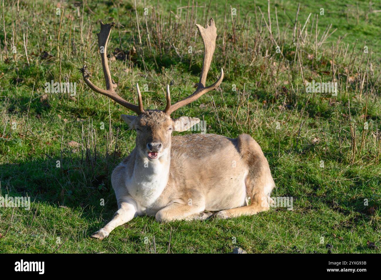 Ruminant chewing hi-res stock photography and images - Alamy