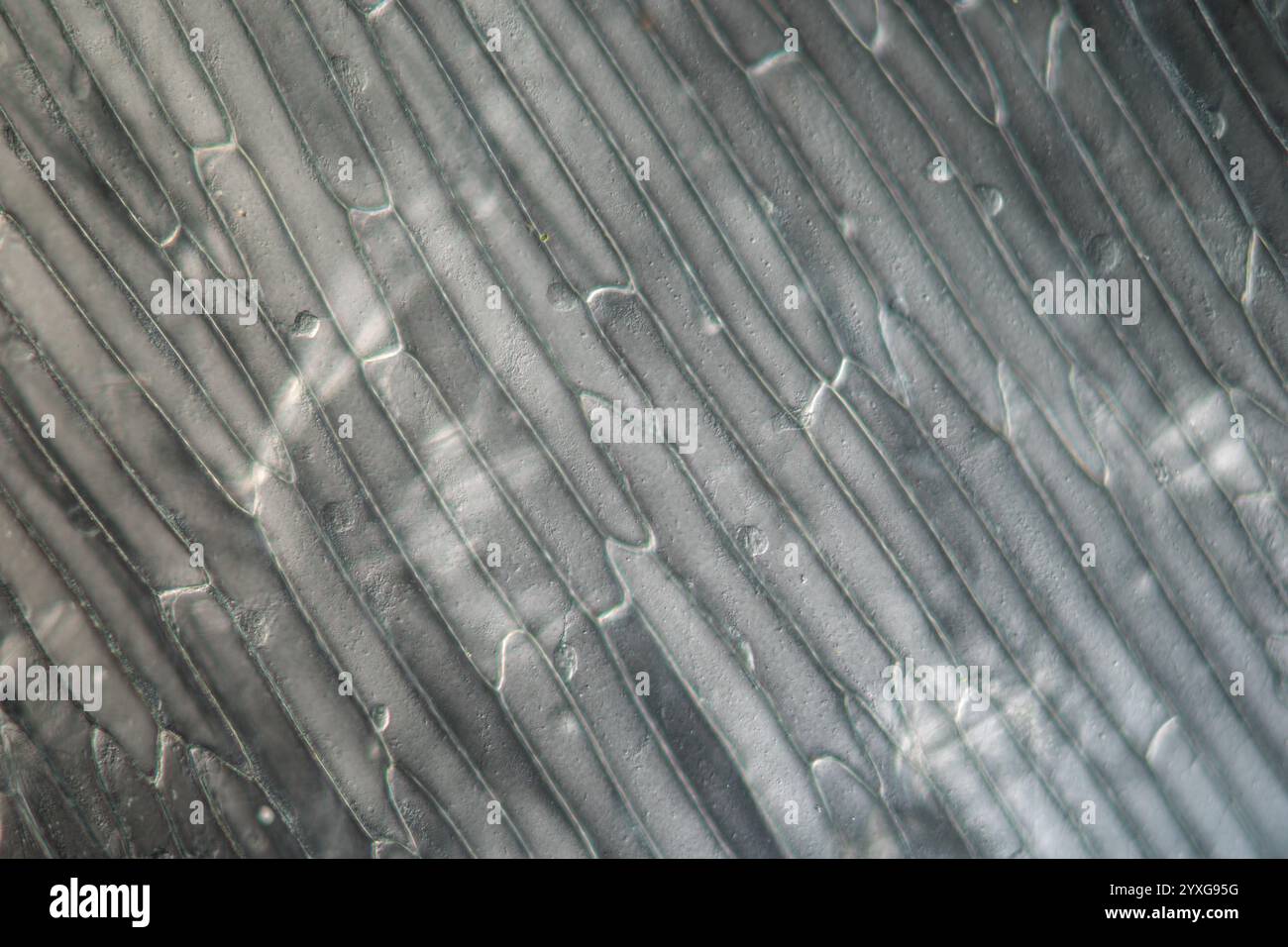 Onion skin with plant cells under the microscope Stock Photo - Alamy