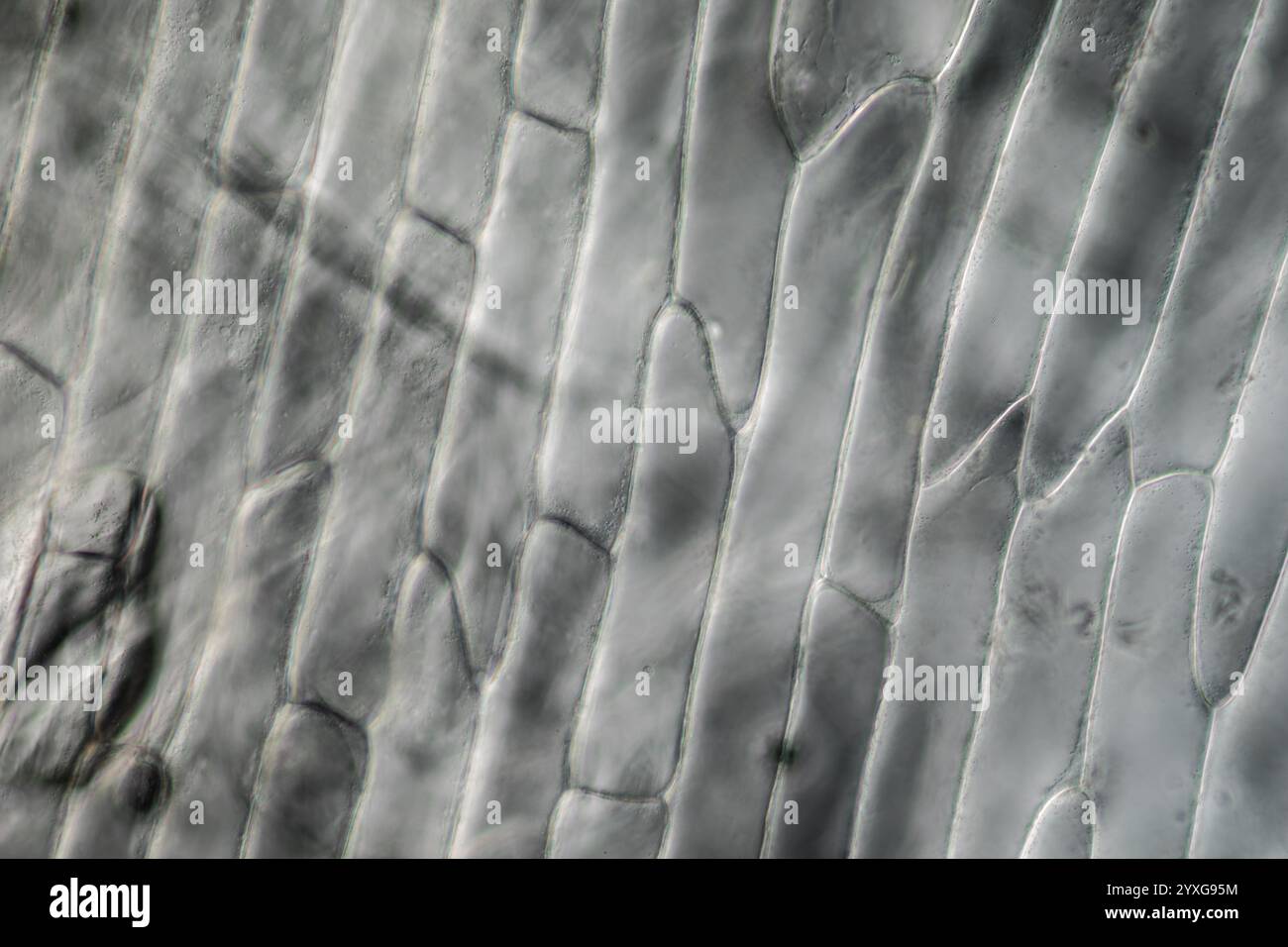 Onion skin with plant cells under the microscope Stock Photo - Alamy
