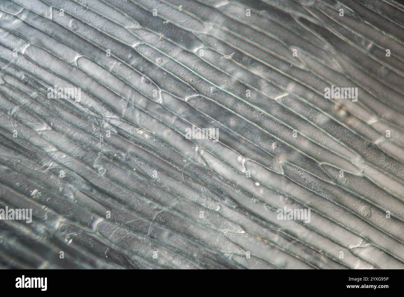 Onion skin cells under microscope hi-res stock photography and images ...