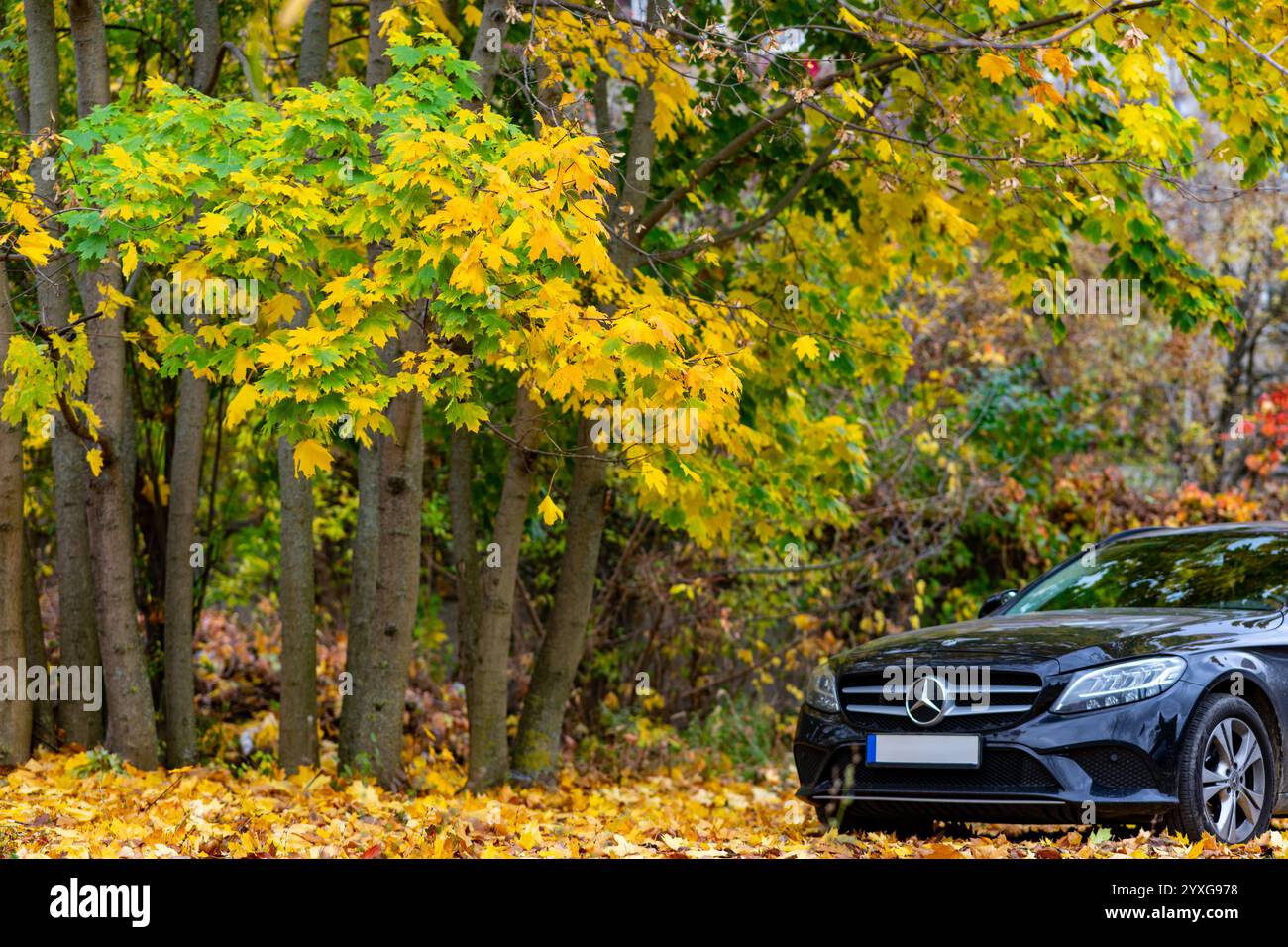 A sleek black car is parked next to a cluster of trees adorned Stock ...