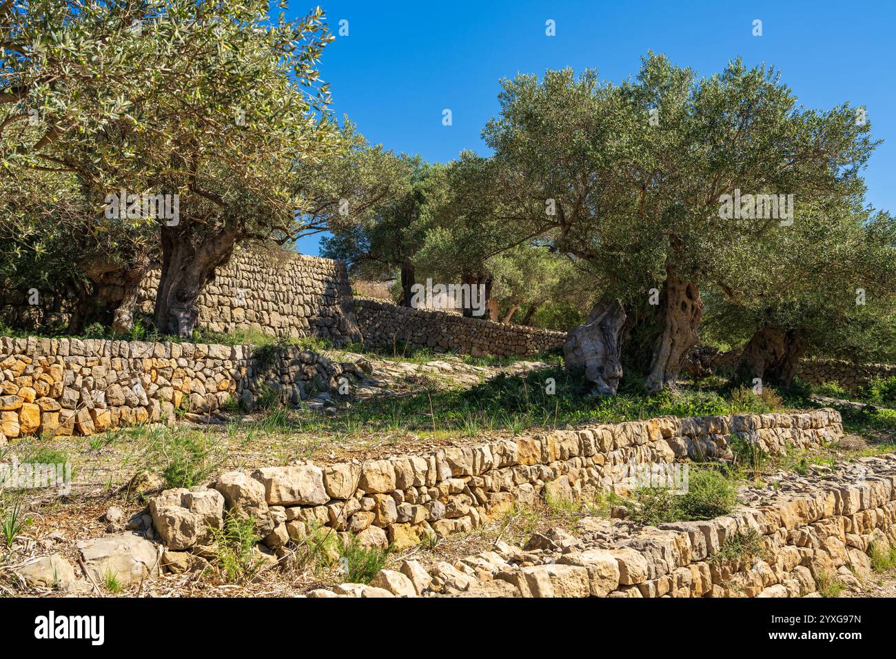 Olive trees cascade on terraces enclosed by masonry fence. Well ...