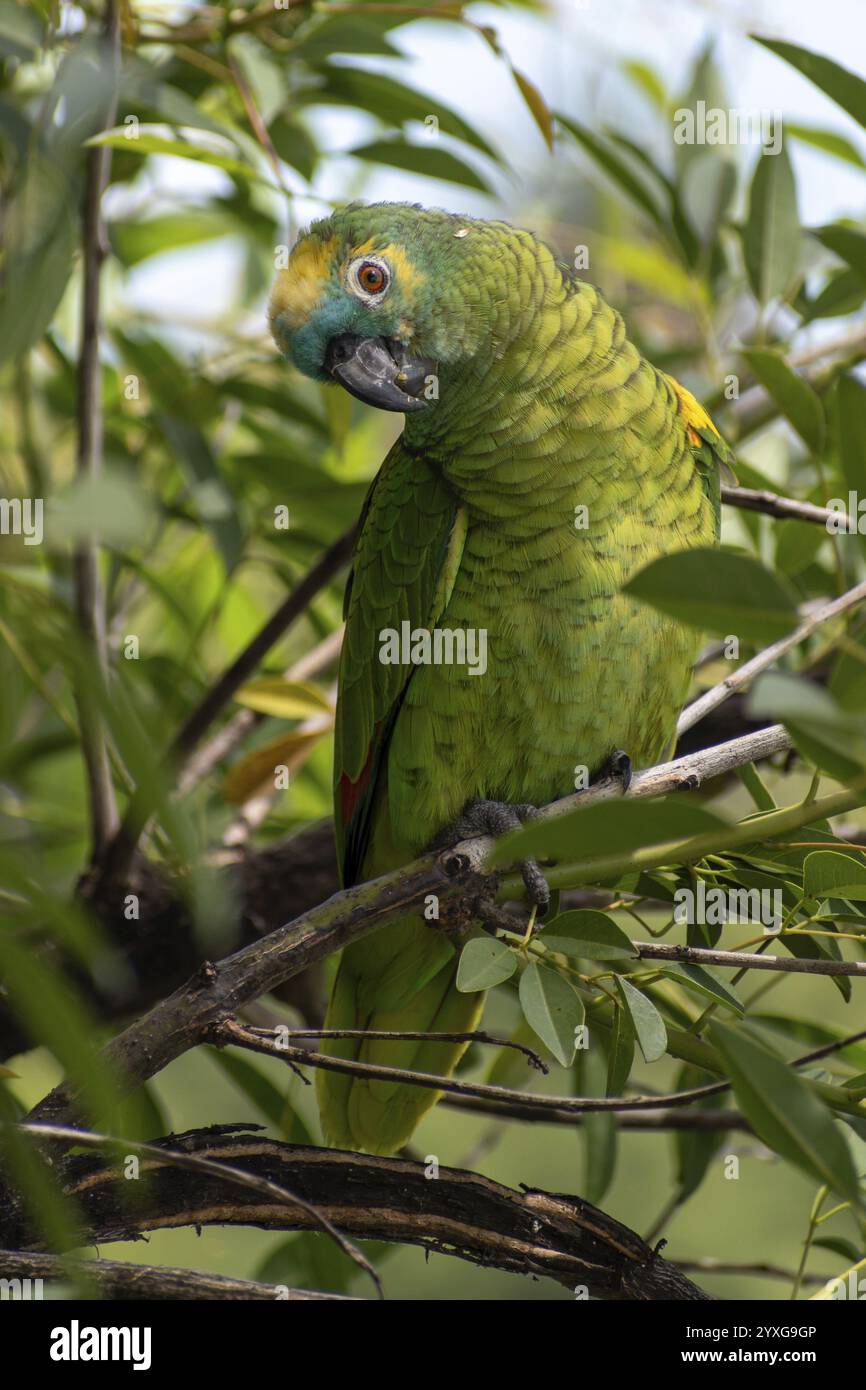 Free-living blue-fronted amazon (Amazona aestiva) in a public park in ...