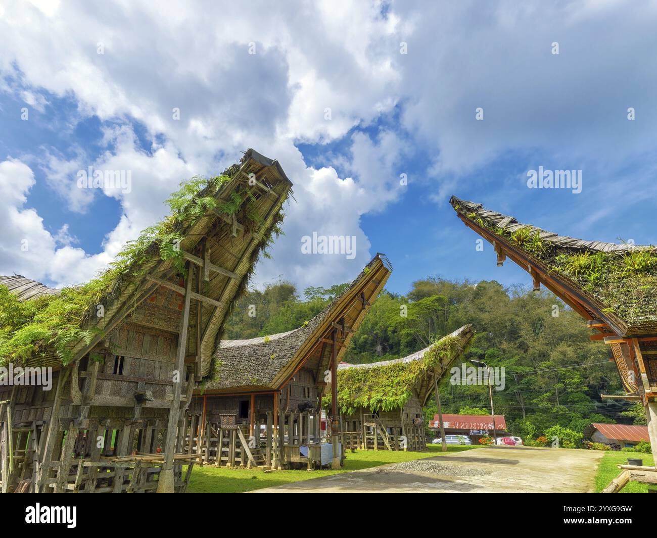 Old houses and pile dwellings with curved roofs, Tana Toraja, Rantepao ...