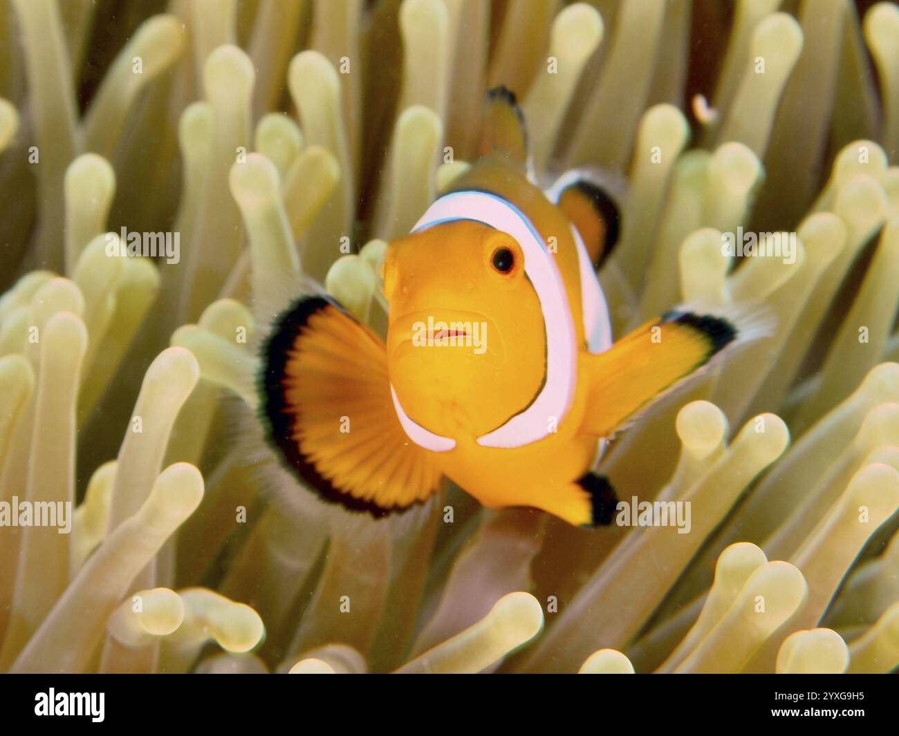 Portrait of Ocellaris Clownfish (Amphiprion ocellaris), Nemo, in bright ...