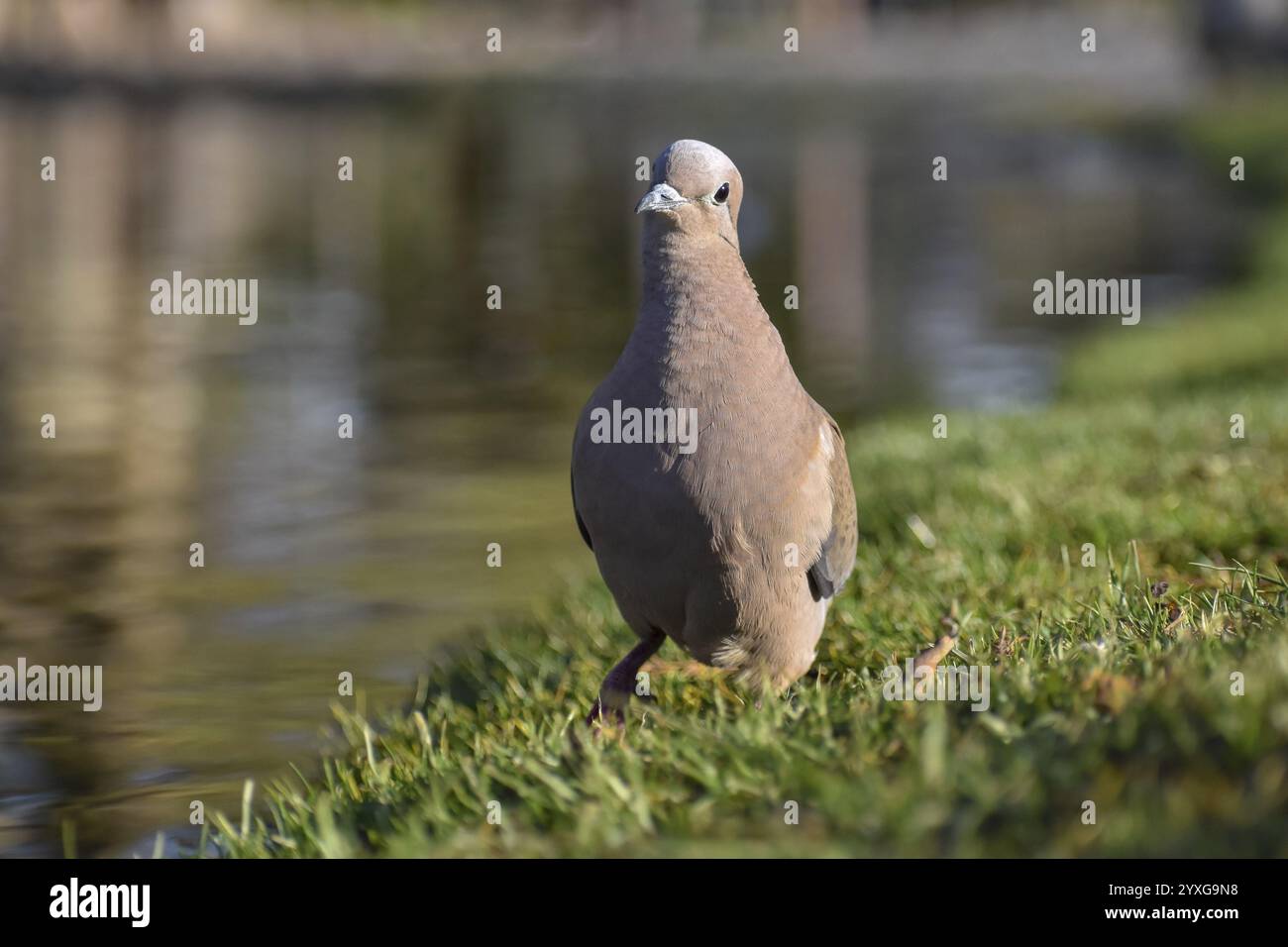 Spotted-eared Pigeon (Zenaida auriculata) at a lake in Buenos Aires ...